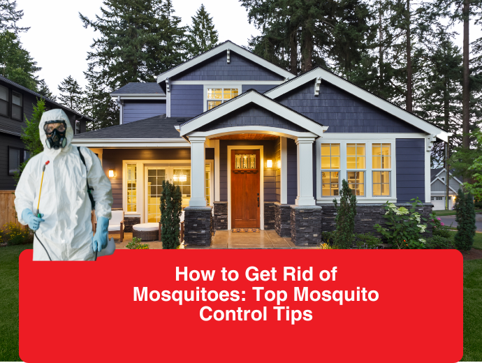 How to Get Rid of Mosquitoes: Top Mosquito Control Tips